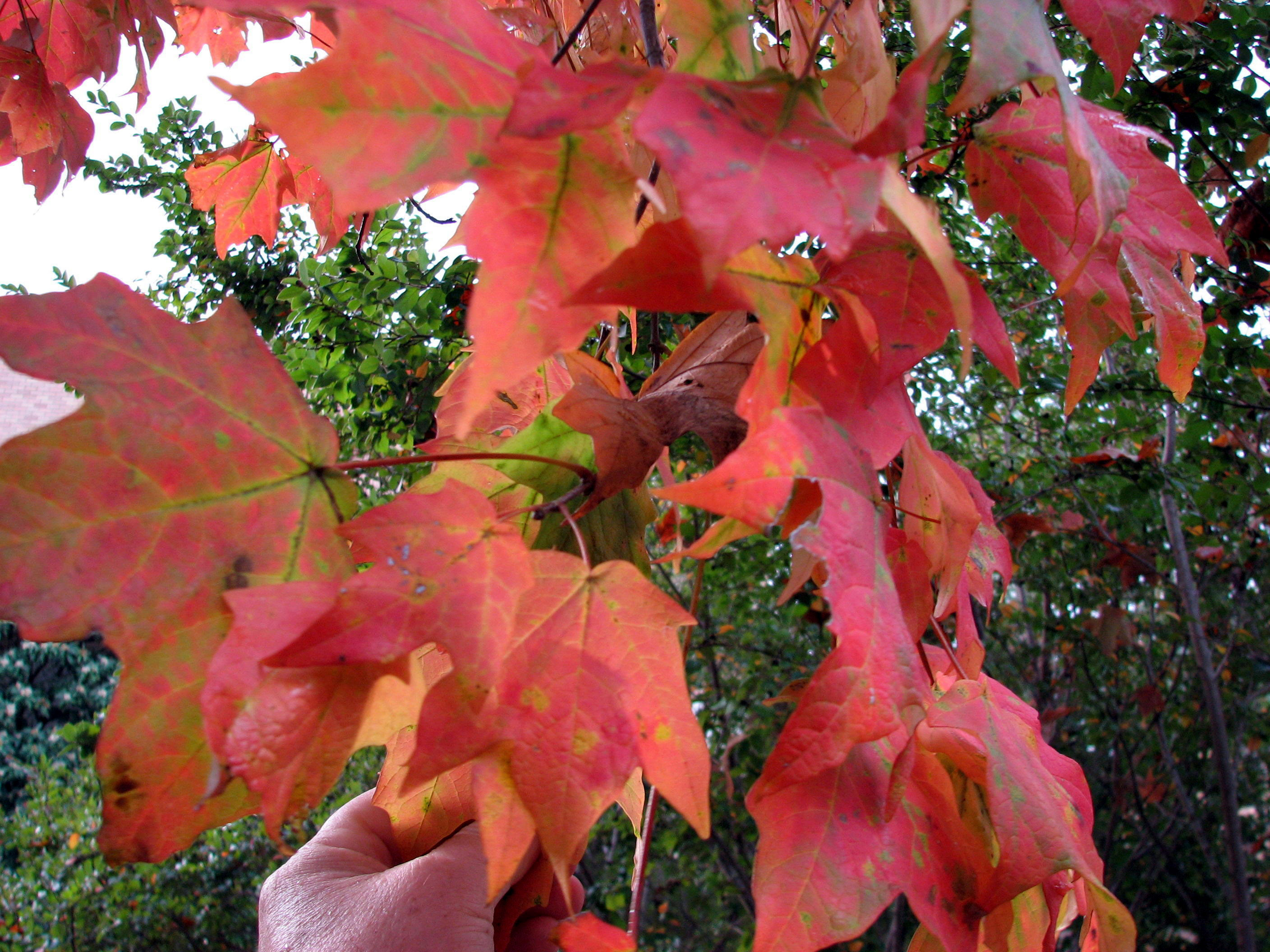 Acer skutchii – the Rare Mexico Mountain Sugar Maple | Dave Creech