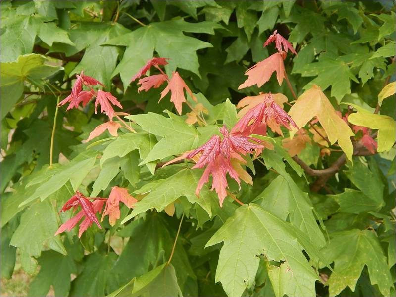 Acer skutchii – the Rare Mexico Mountain Sugar Maple | Dave Creech
