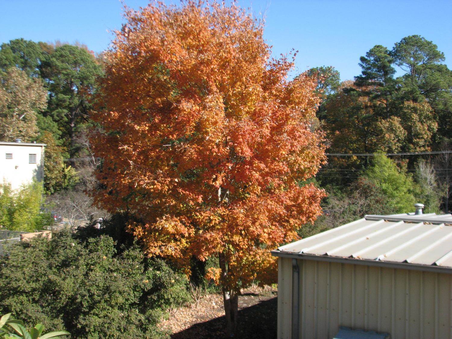 Acer skutchii – the Rare Mexico Mountain Sugar Maple | Dave Creech