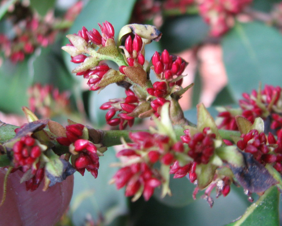 Distylium racemosum – Isu tree | Dave Creech