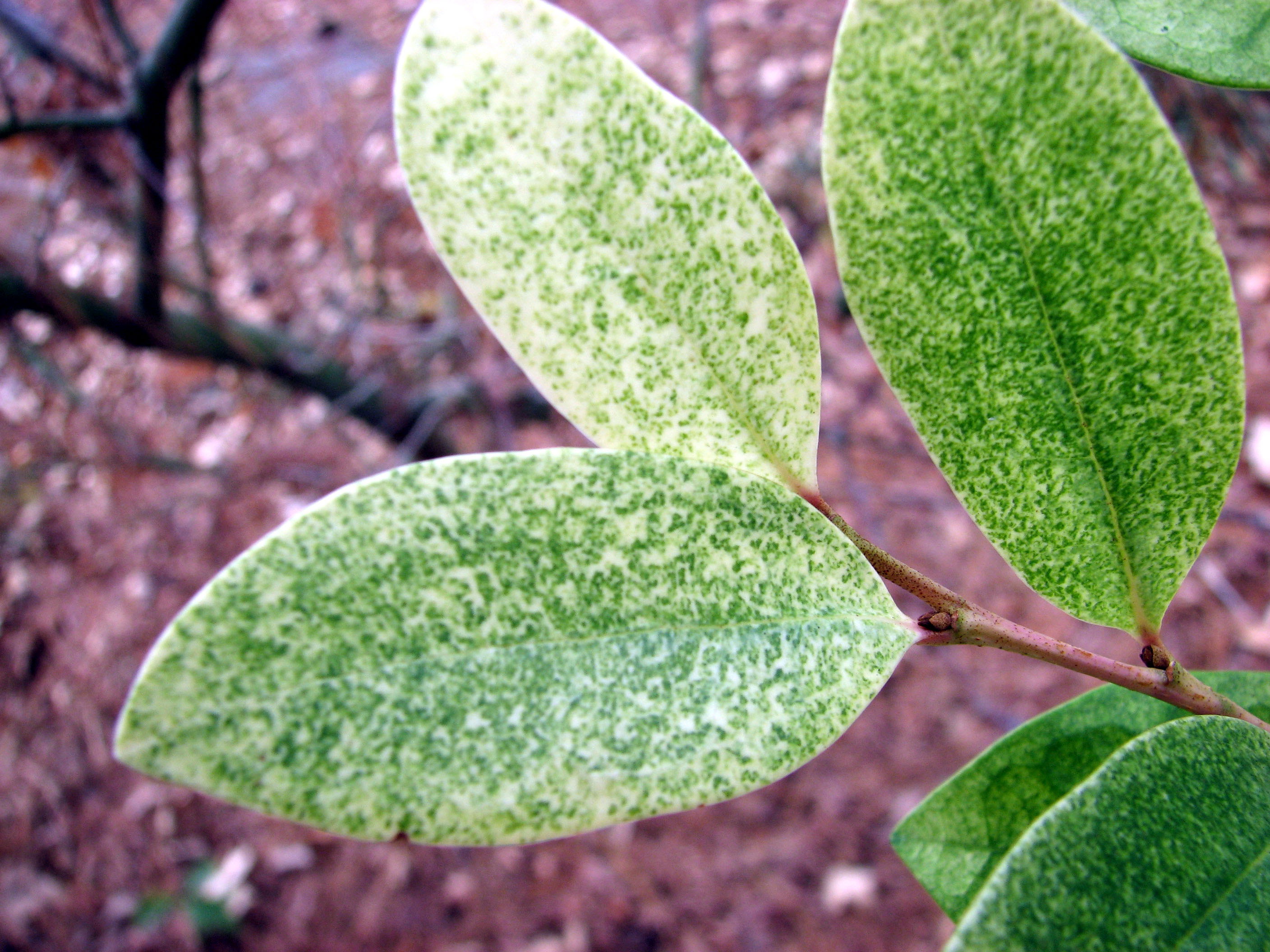 Distylium racemosum – Isu tree | Dave Creech