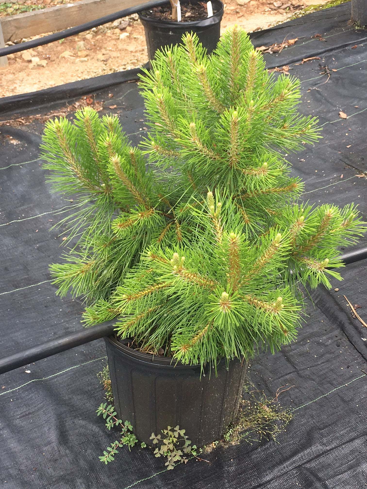 Pinus taeda ‘Nana’ – Dwarf Loblolly | Dave Creech
