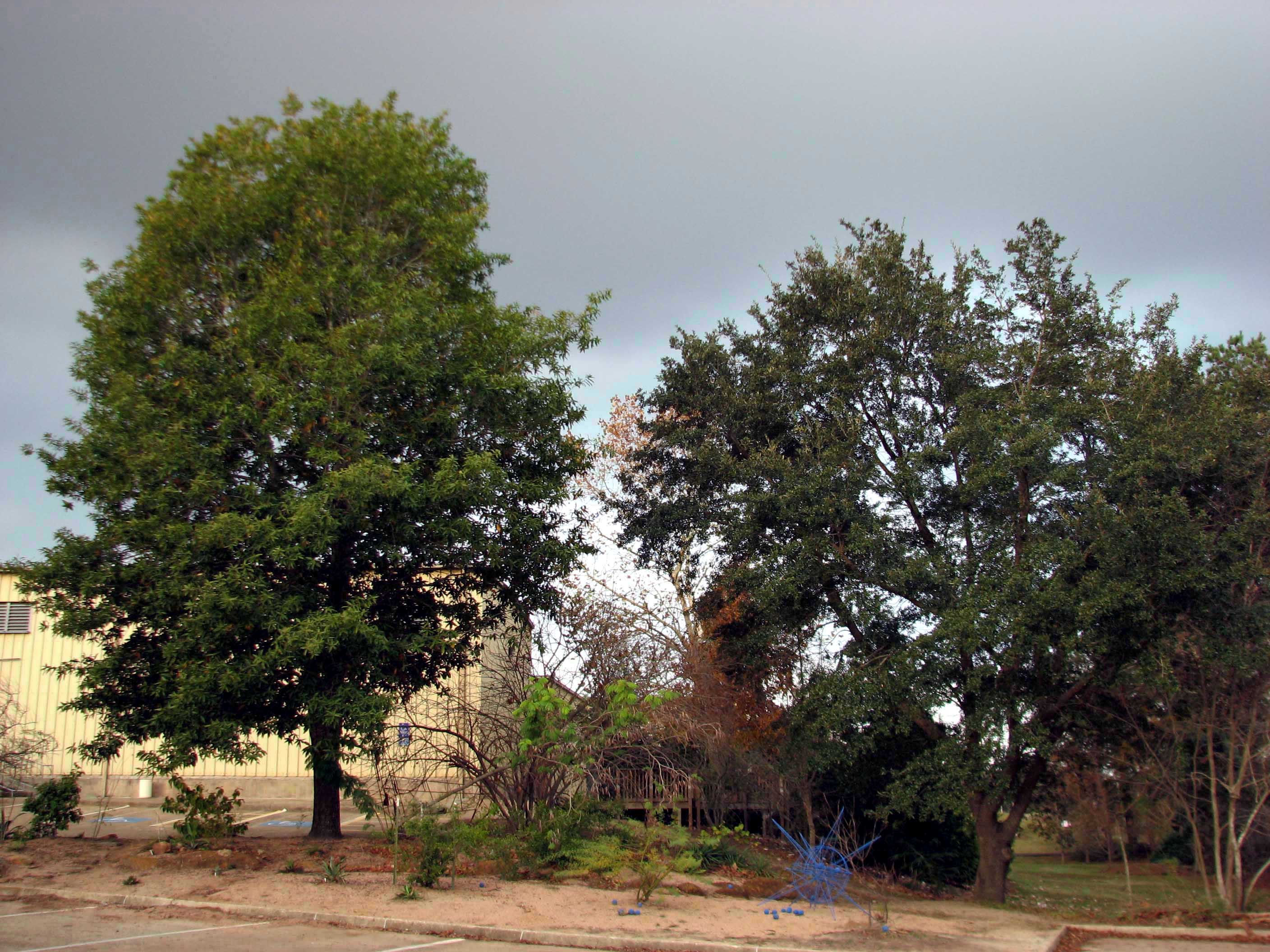 Quercus rysophylla – One Mexico Oak that’s Texas Tough | Dave Creech