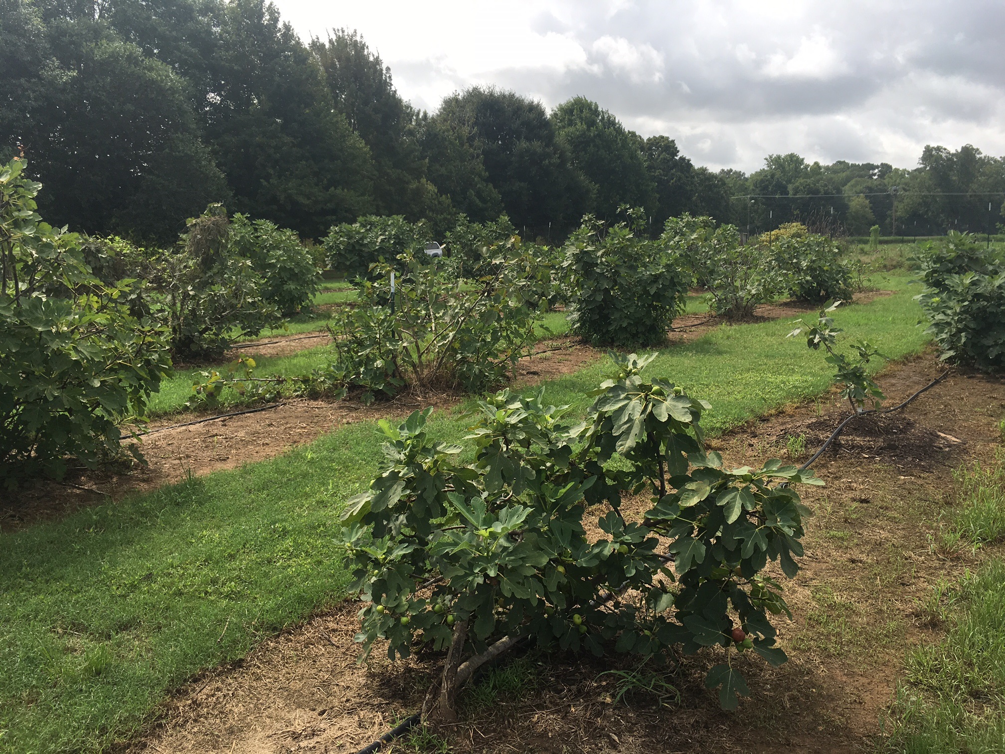 Ficus carica – Figs for the Pineywoods of East Texas | Dave Creech