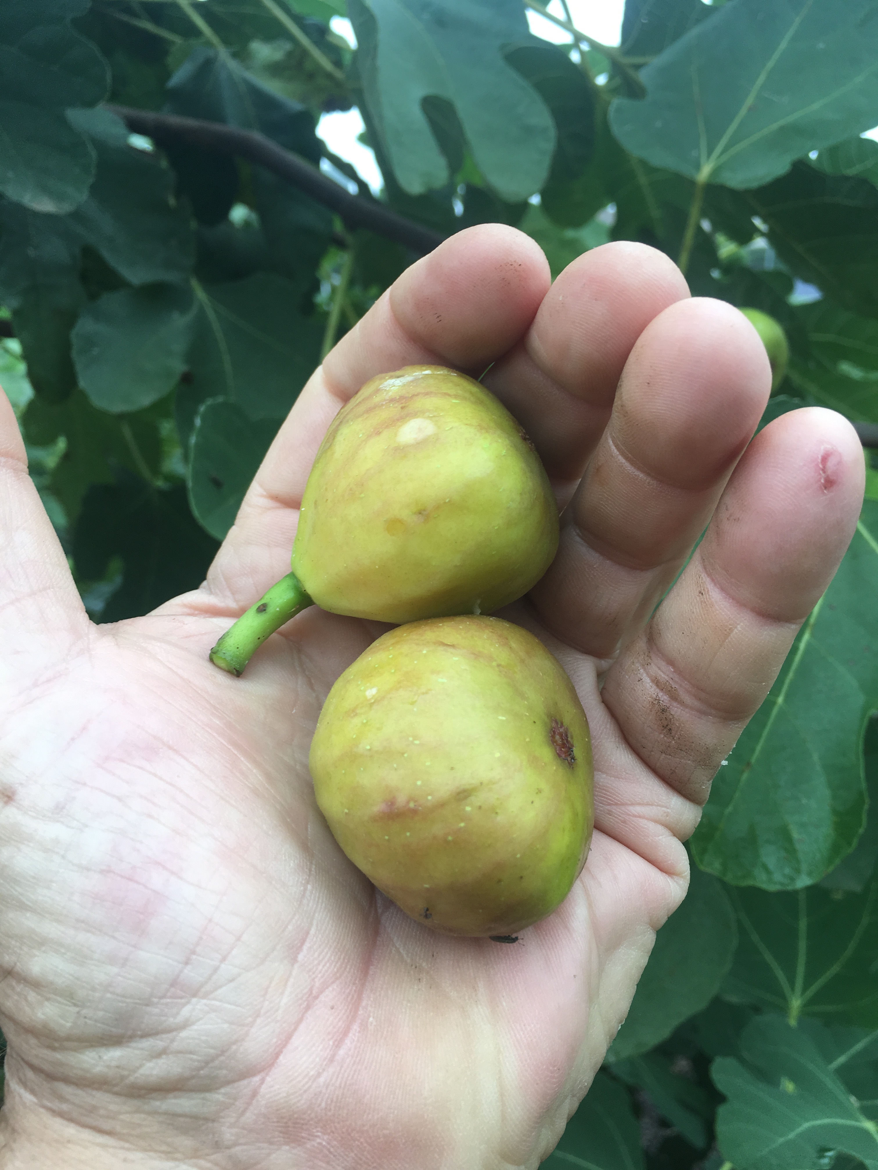 Ficus carica – Figs for the Pineywoods of East Texas | Dave Creech