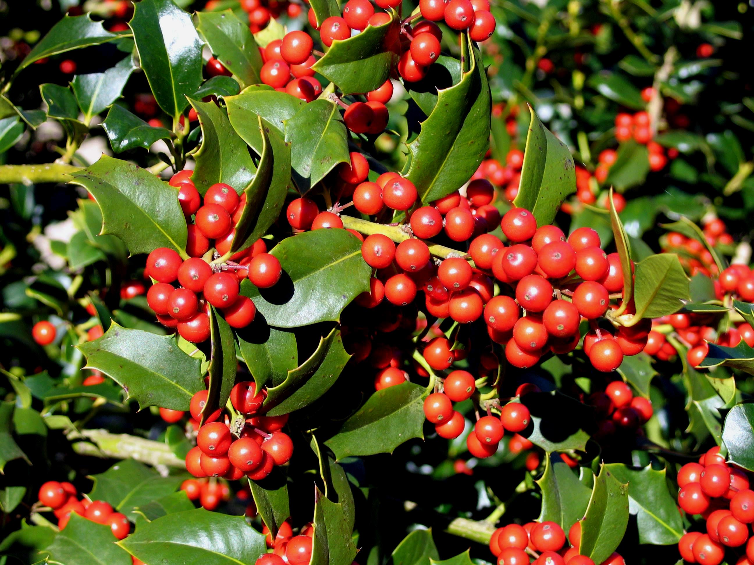 Ilex X ‘Calina’ | Dave Creech