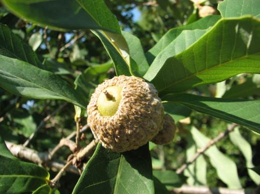Quercus germana – Royal Oak of Mexico | Dave Creech