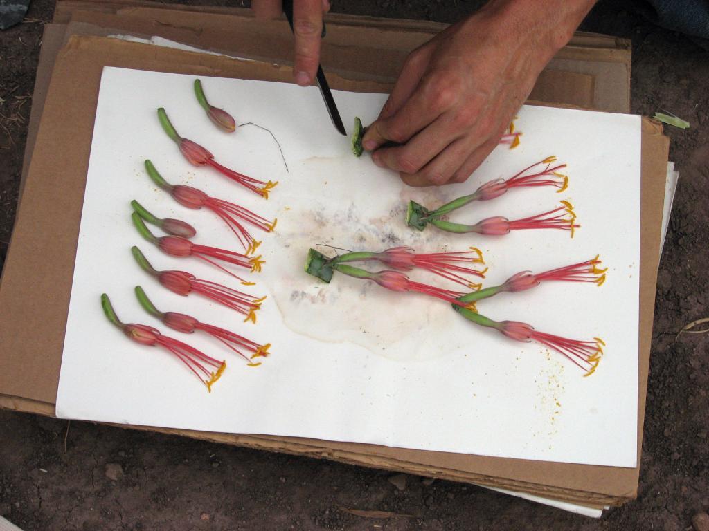 Agave potrerana – A Holy Grail Desert Lily of Mexico | Dave Creech