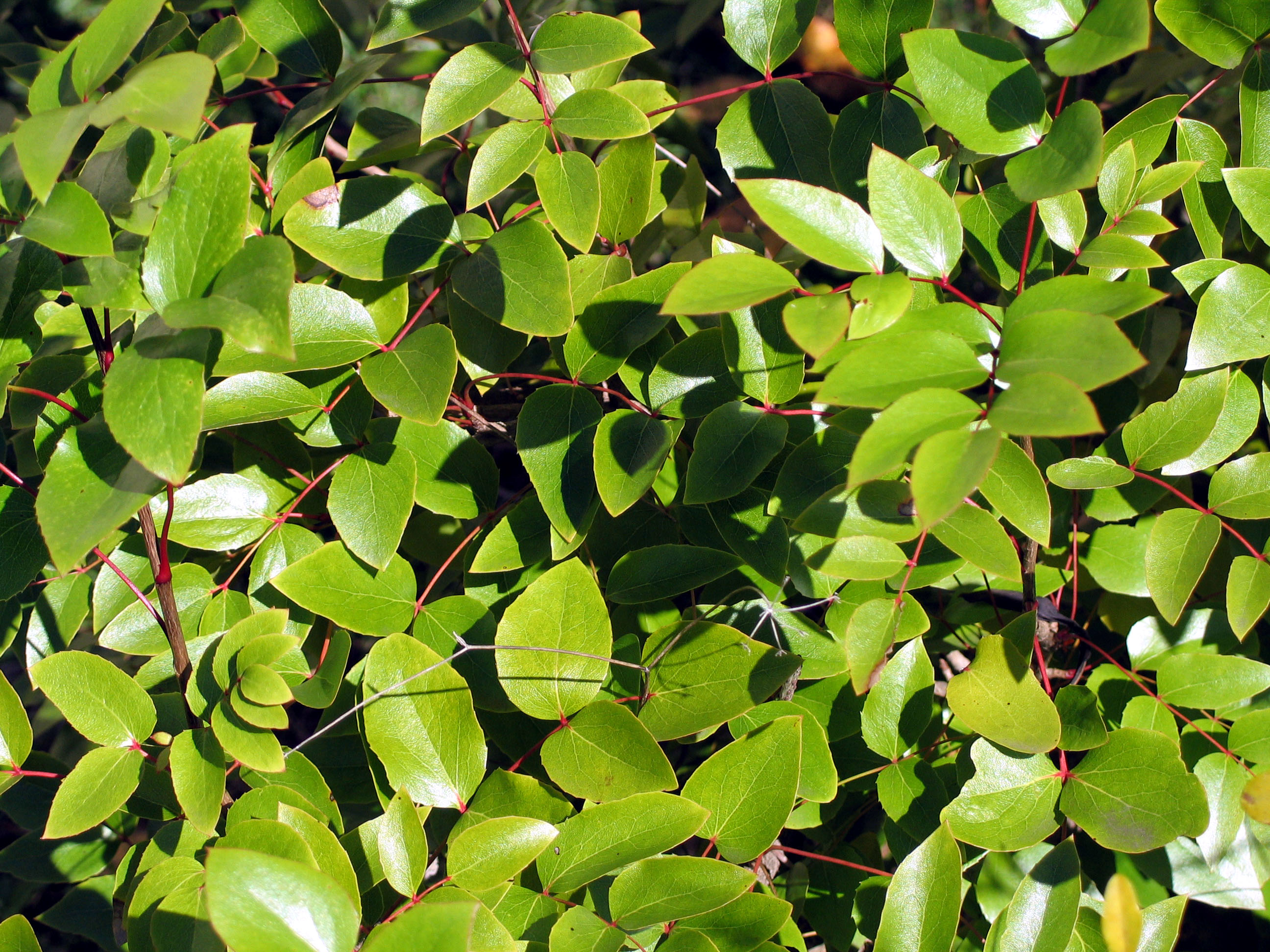 Mahonia gracilis – the graceful Mahonia | Dave Creech