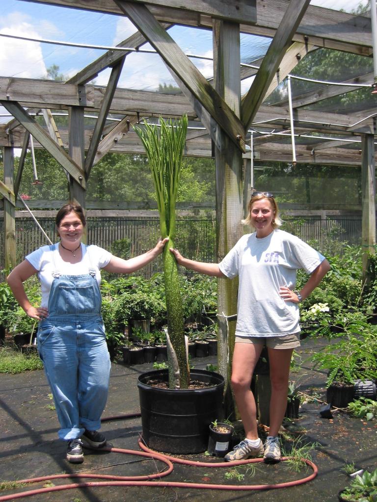 Amorphophallus titanum – The Story of Jack the Corpse Flower | Dave Creech