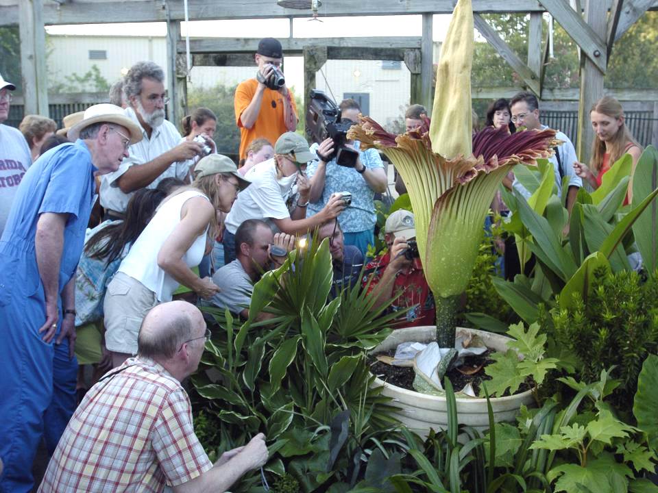 amorphophallus-pollination | Dave Creech