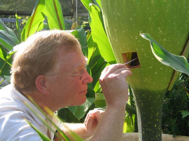 Amorphophallus titanum – The Story of Jack the Corpse Flower | Dave Creech