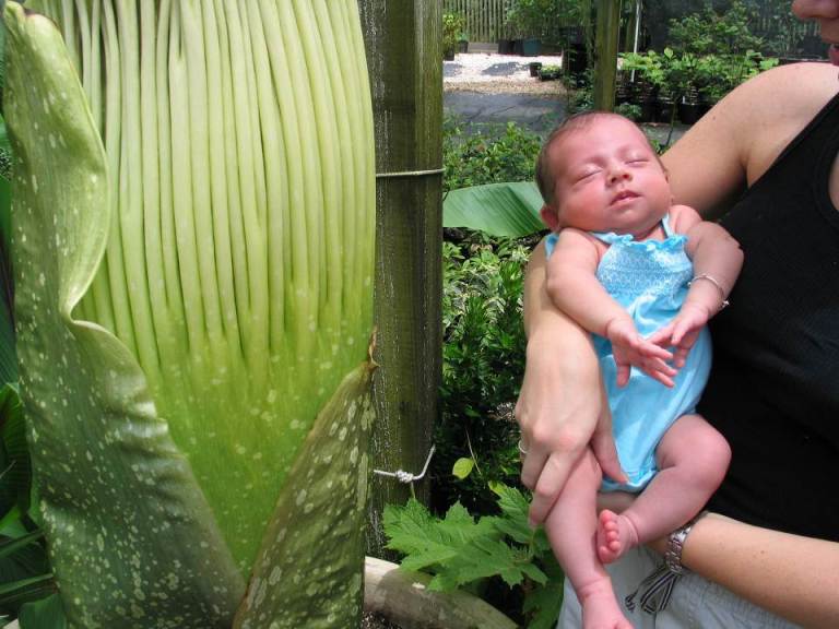 Amorphophallus titanum – The Story of Jack the Corpse Flower | Dave Creech