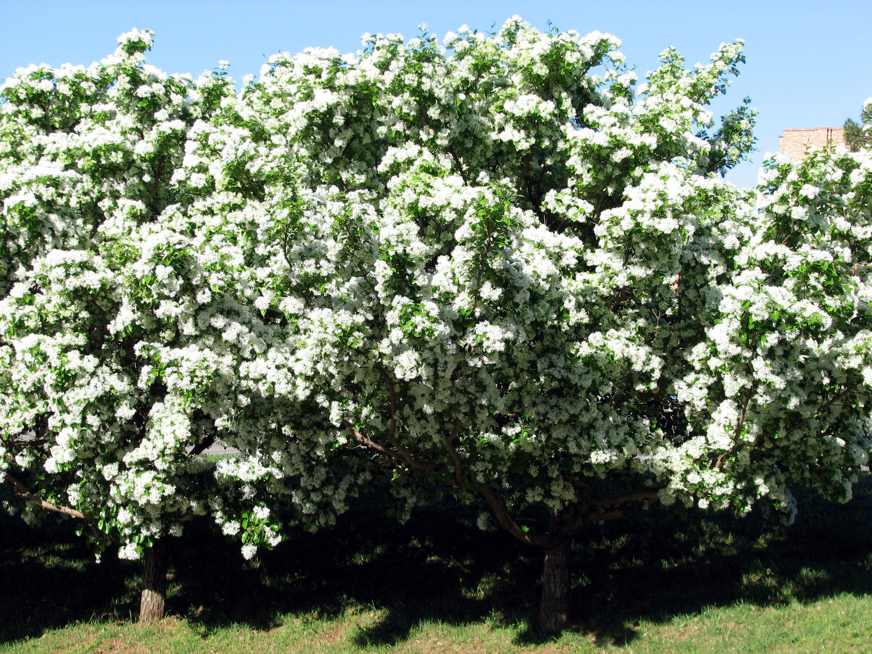 Chionanthus retusus – Chinese fringe tree | Dave Creech