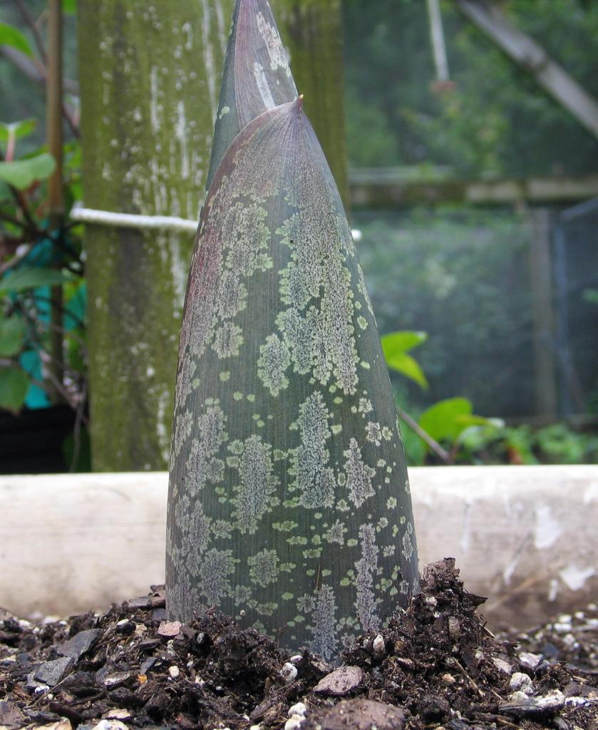 Amorphophallus titanum – The Story of Jack the Corpse Flower | Dave Creech