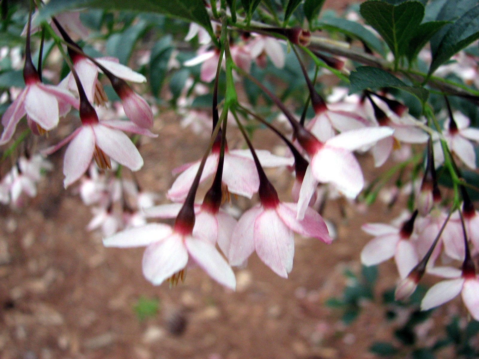 Styrax japonica ‘Emerald Pagoda’ | Dave Creech