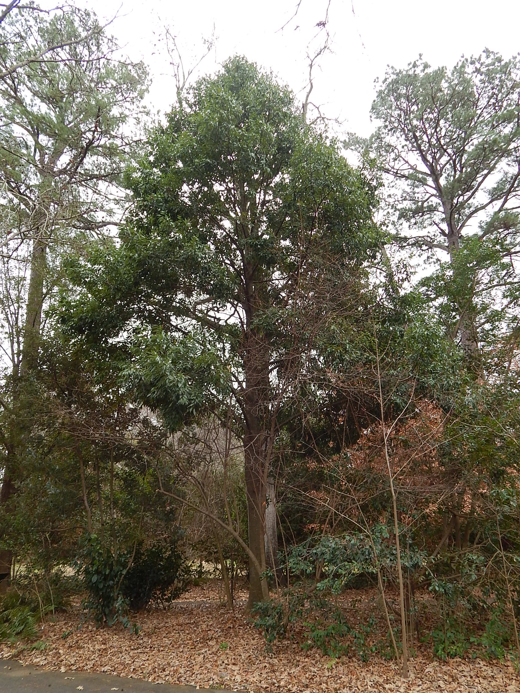 Cinnamomum chekiangensis – A Really Big Camphor Tree for the Gulf South ...