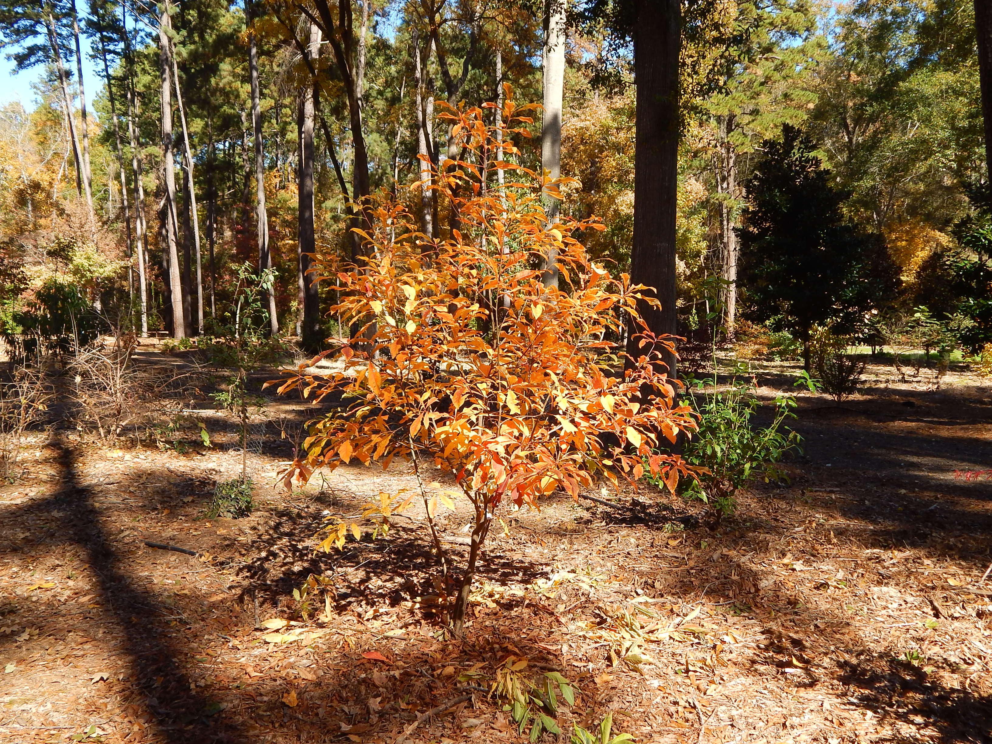 Franklinia alatamaha -Another Bucket List Tree for the Obsessive ...