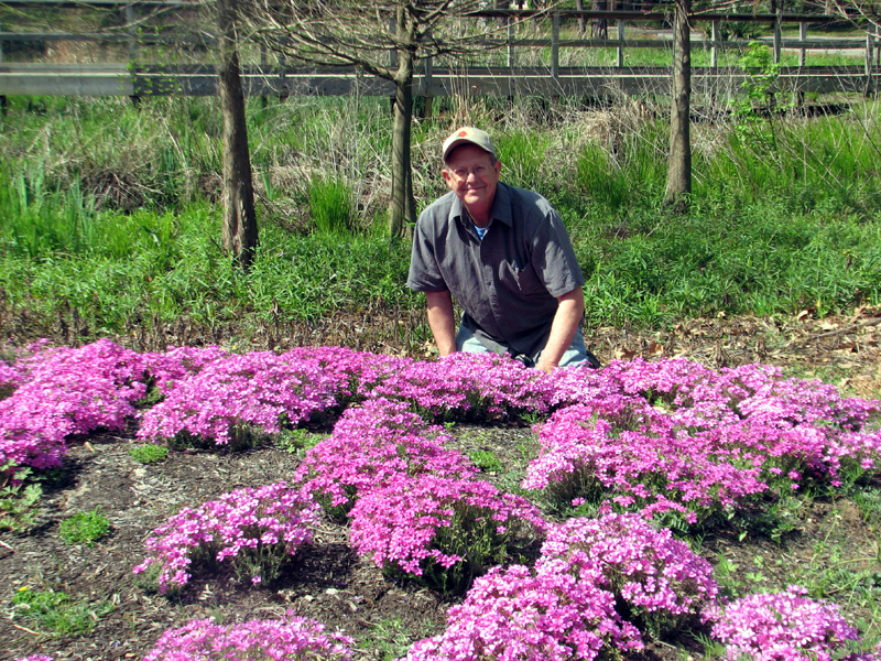Phlox nivalis ssp. texensis – Texas Trailing Phlox | Dave Creech