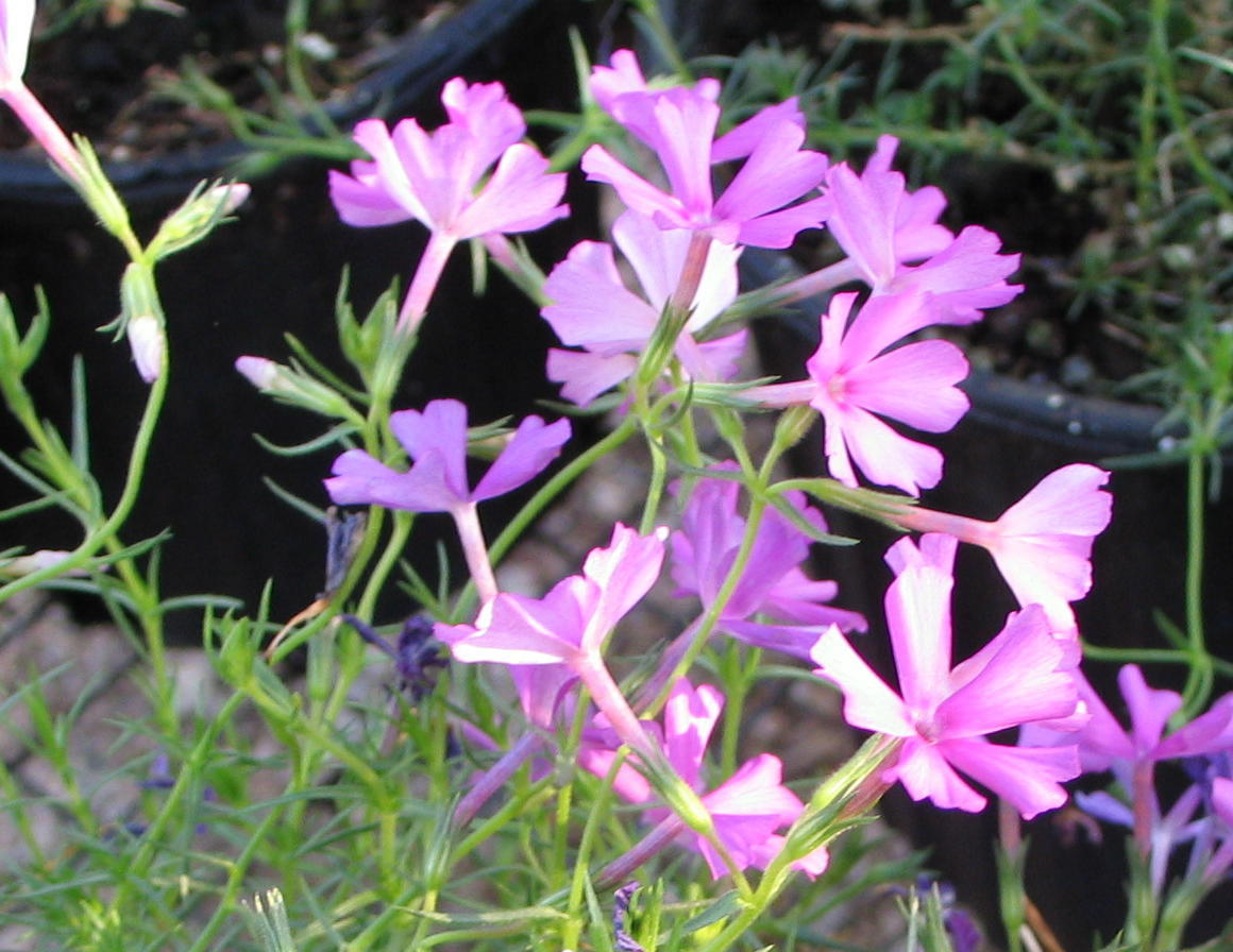Phlox nivalis ssp. texensis – Texas Trailing Phlox | Dave Creech