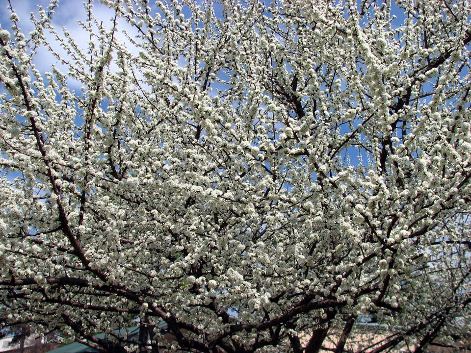 Prunus X ‘Purple Pride’ – The Very First Purple Leaf Plum With Native ...