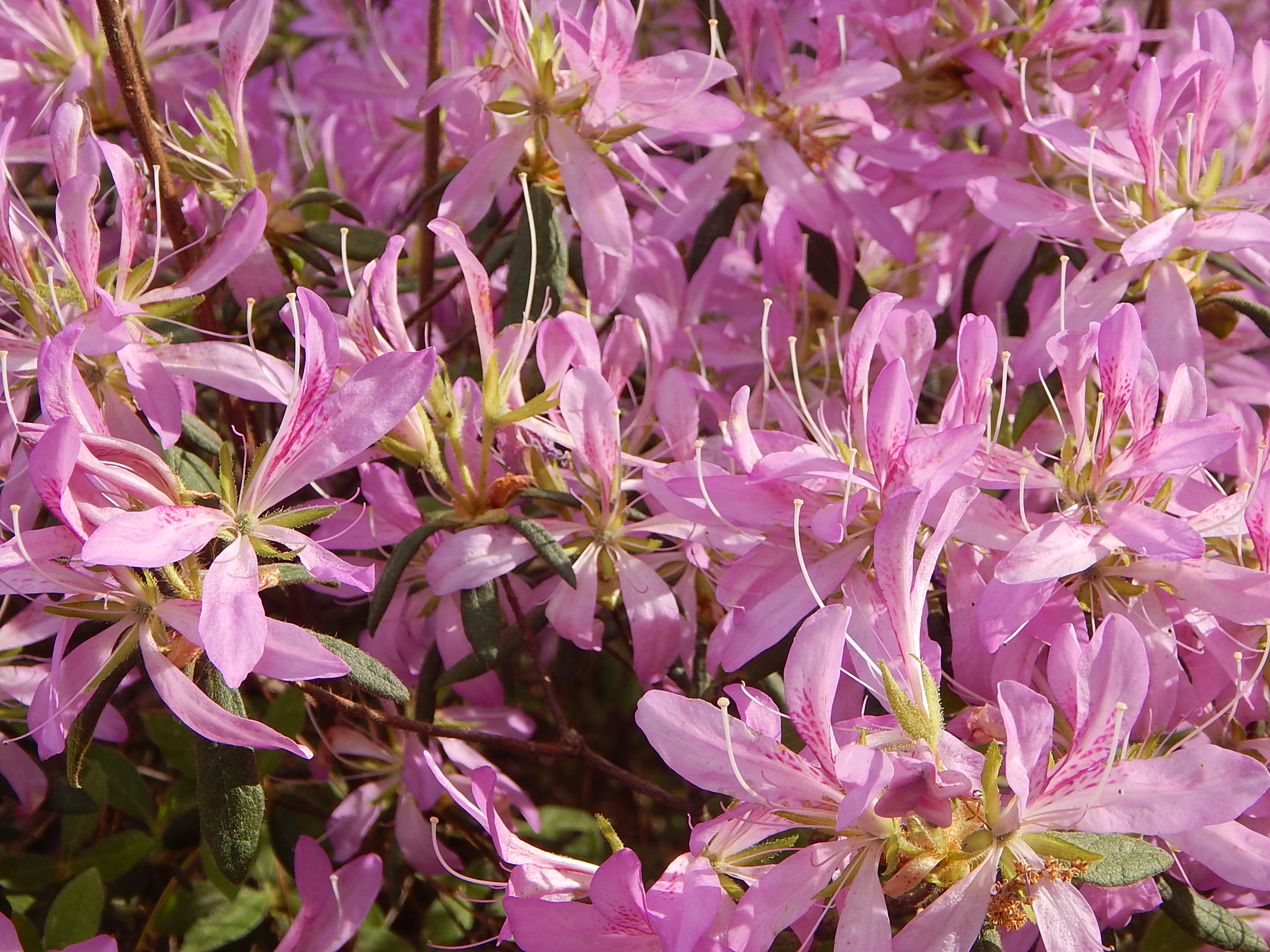 Rhododendron X ‘Koromo shikibu’ – A Purple Spider Azalea and her SFA ...