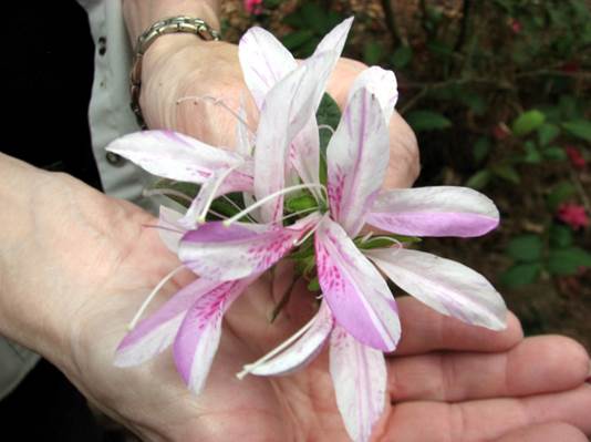 Rhododendron X ‘Koromo shikibu’ – A Purple Spider Azalea and her SFA ...