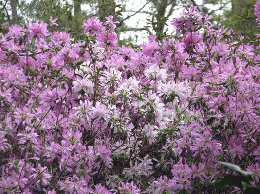 Rhododendron X ‘Koromo shikibu’ – A Purple Spider Azalea and her SFA ...