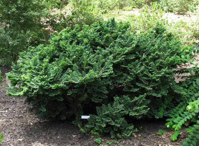 Ulmus X hollandica ‘Jacqueline Hillier’ – A Dwarf Elm for the Gardener ...