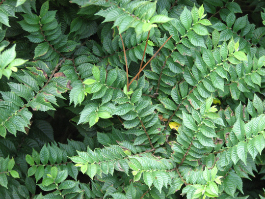 Ulmus X hollandica ‘Jacqueline Hillier’ – A Dwarf Elm for the Gardener ...