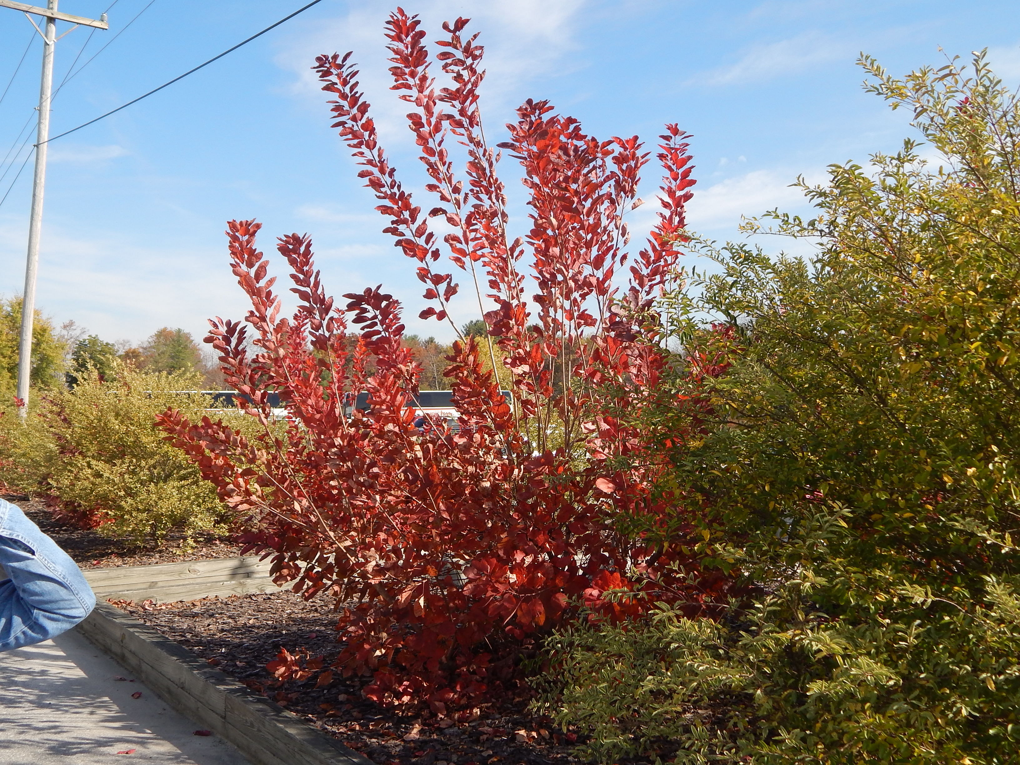 Parrotia persica and P. subaequalis – They Don’t Call them Ironwoods ...
