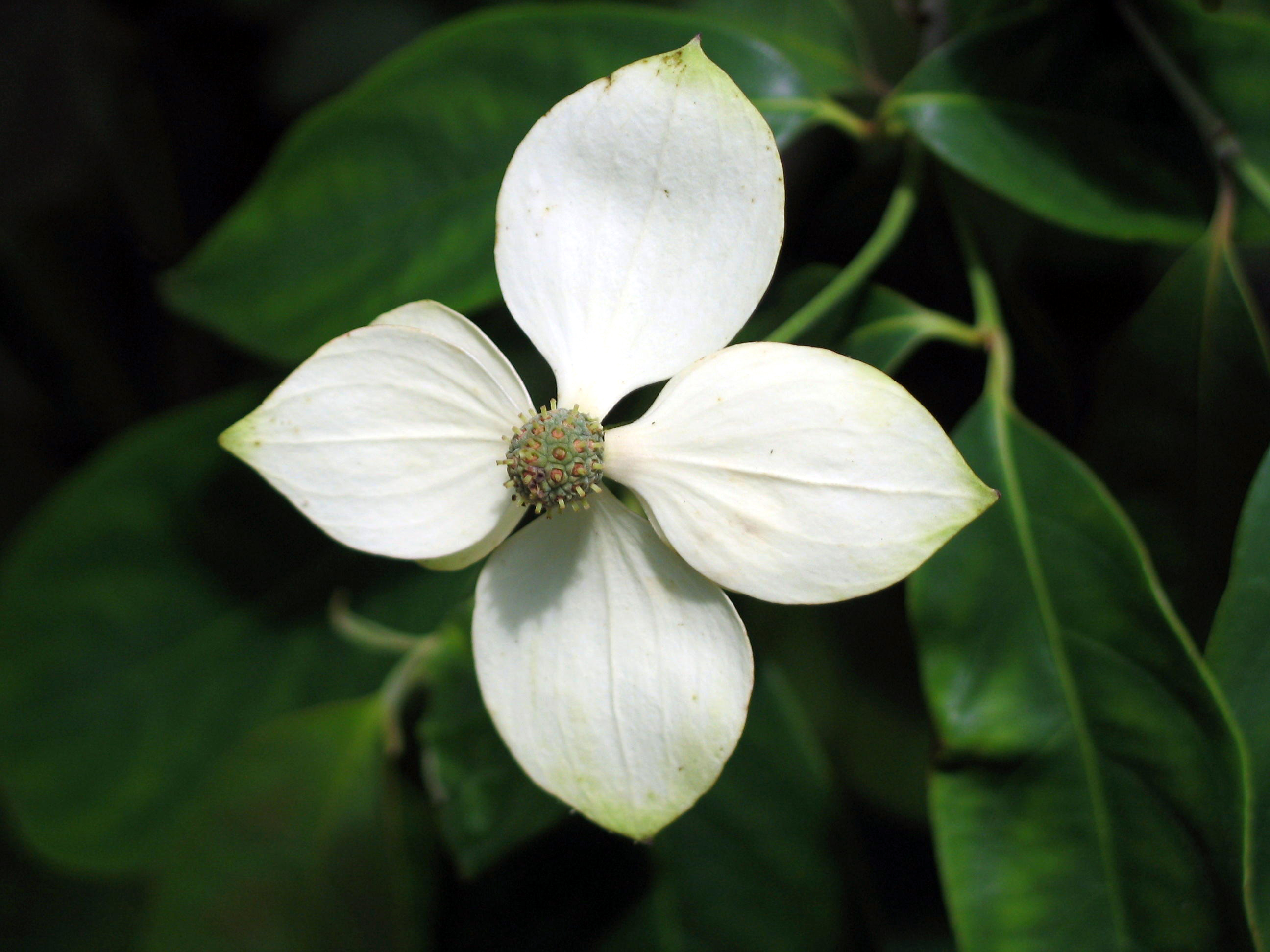 Cornus angustata – Chinese Evergreen Dogwoods a Big Surprise in East ...
