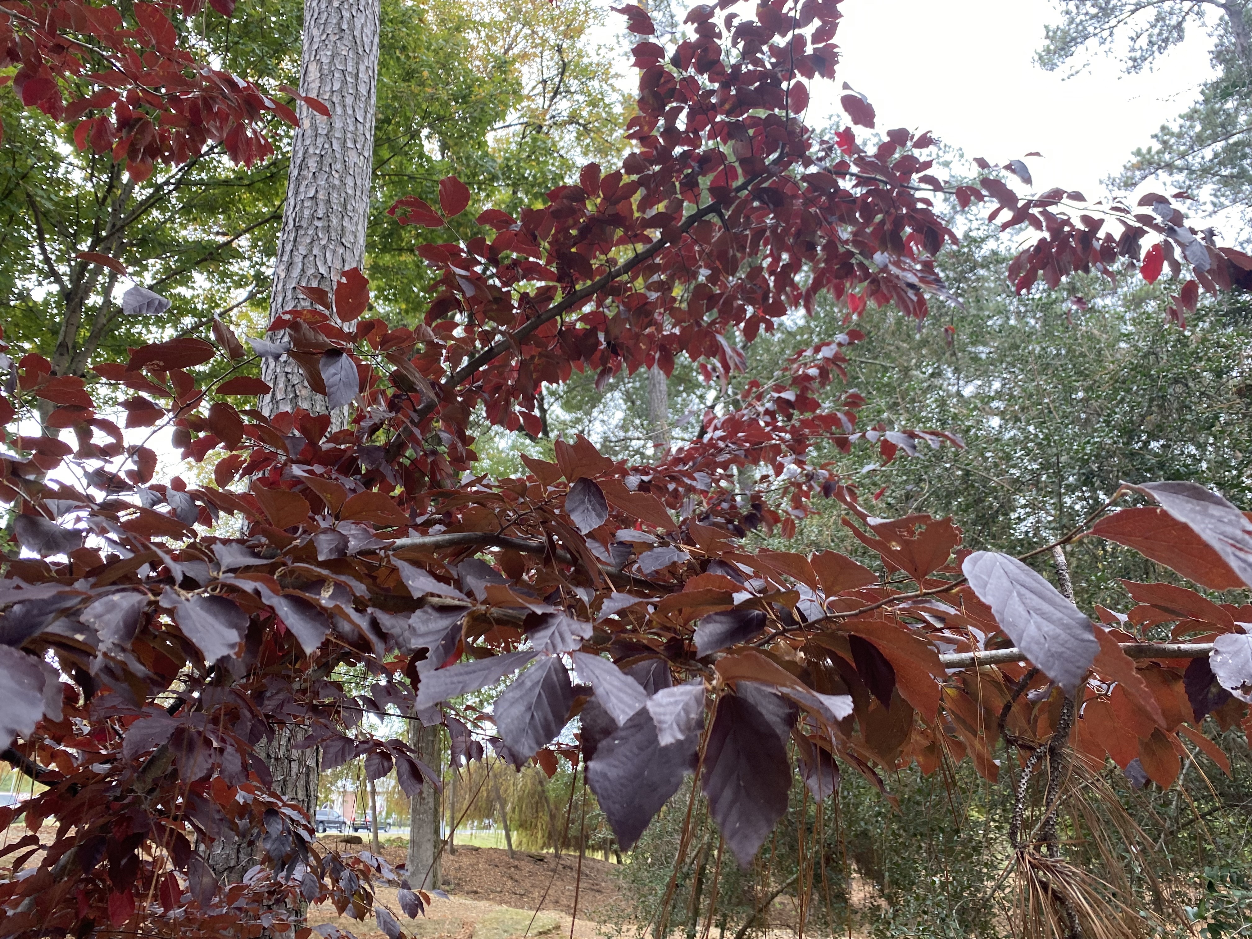 Parrotia persica and P. subaequalis – They Don’t Call them Ironwoods ...